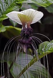 Beautiful Collection of Inland Flower Market Photos