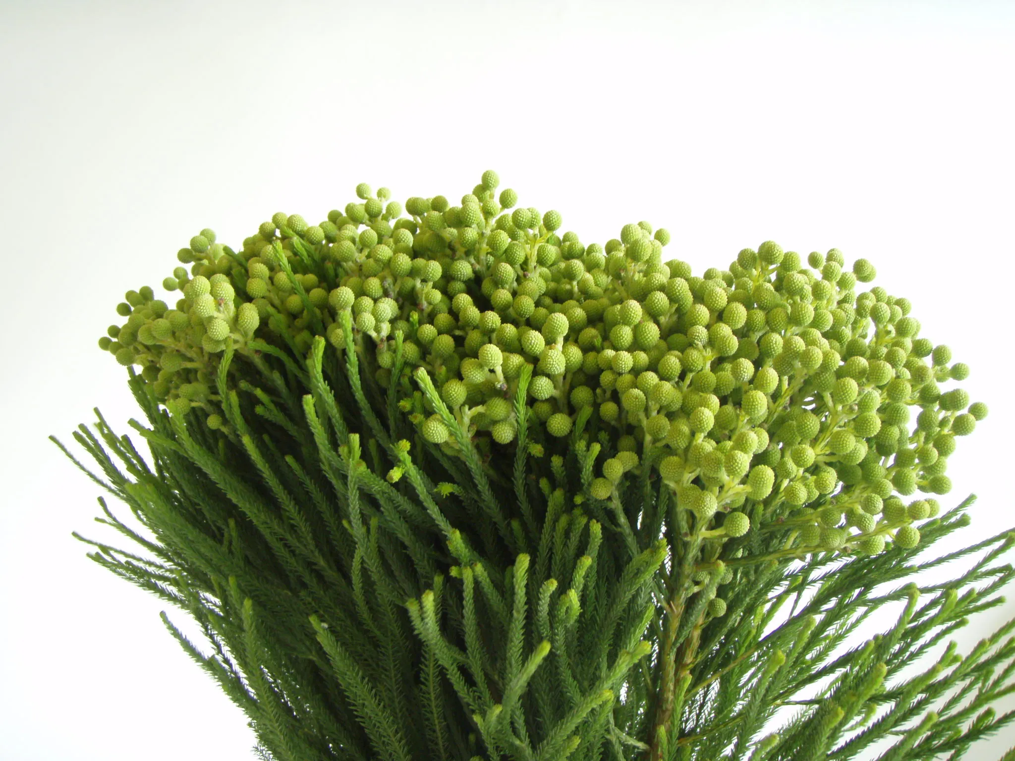 Berzelia Berries - Seasonal MAR-DEC - Inland Flower Market