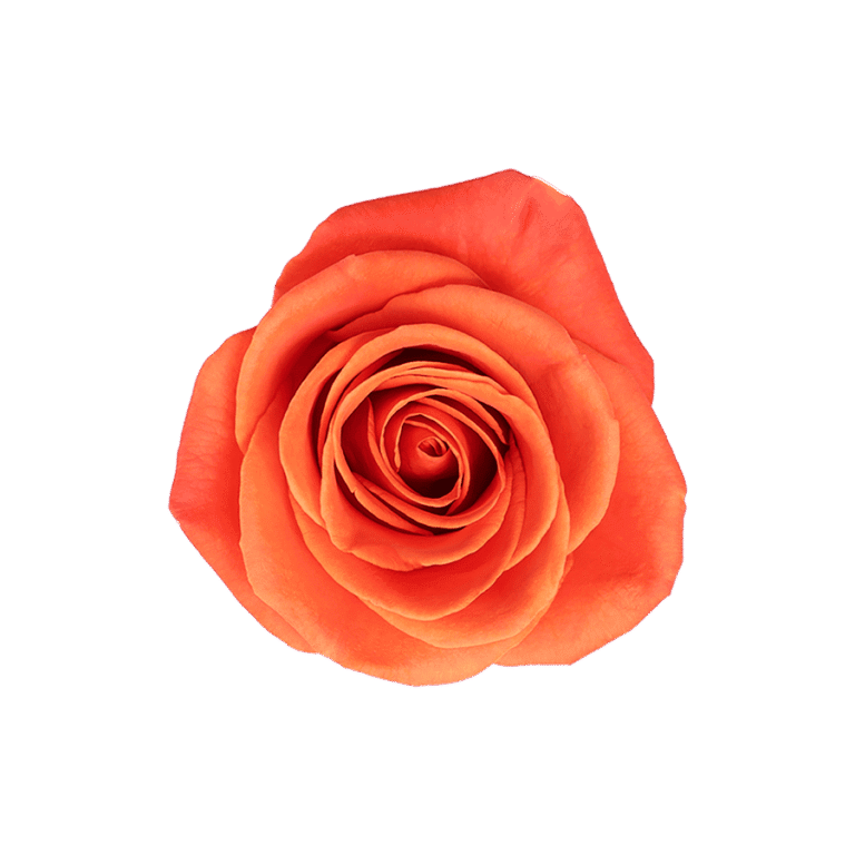 Inland Flower Market – The Wholesale Flower Market