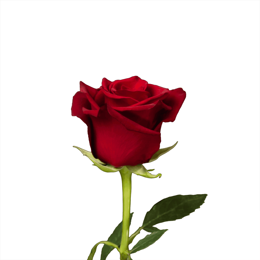 Explorer - 25 Stems - Inland Flower Market