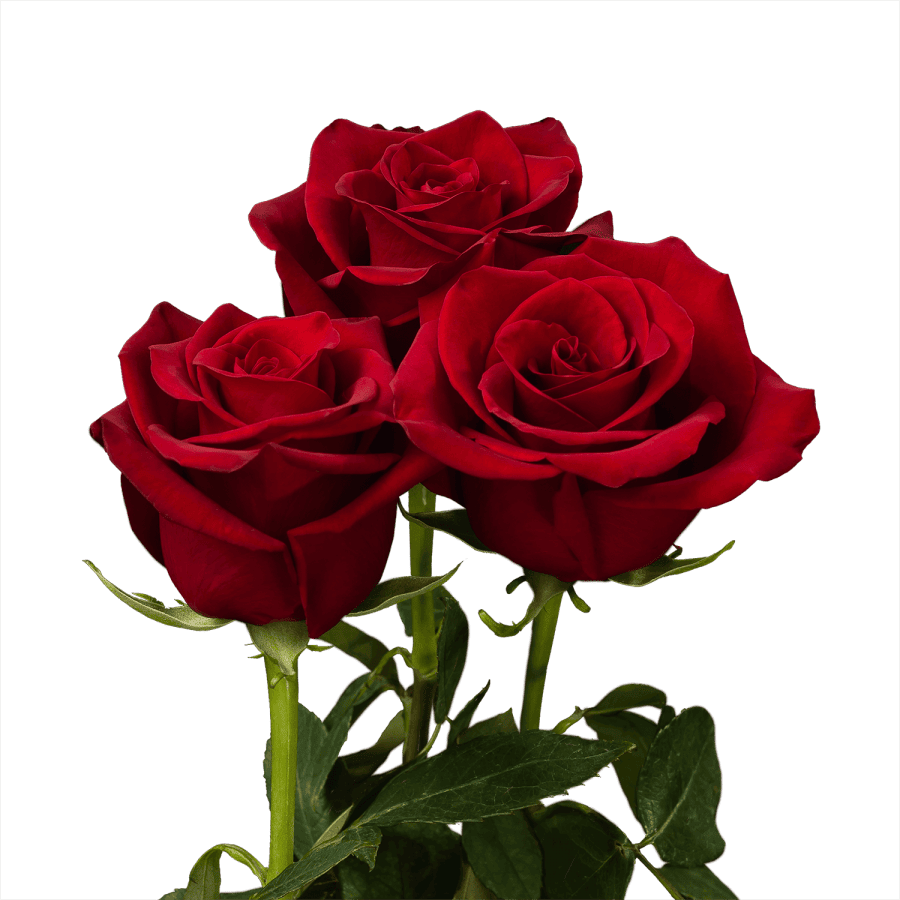 Explorer - 25 Stems - Inland Flower Market