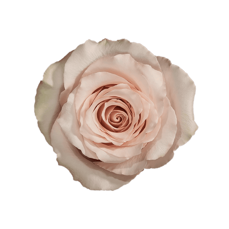 Inland Flower Market – The Wholesale Flower Market