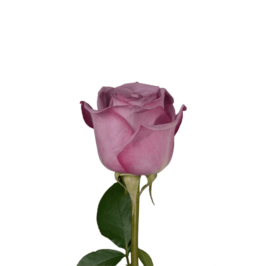 Cool Water - 25 Stems - Inland Flower Market
