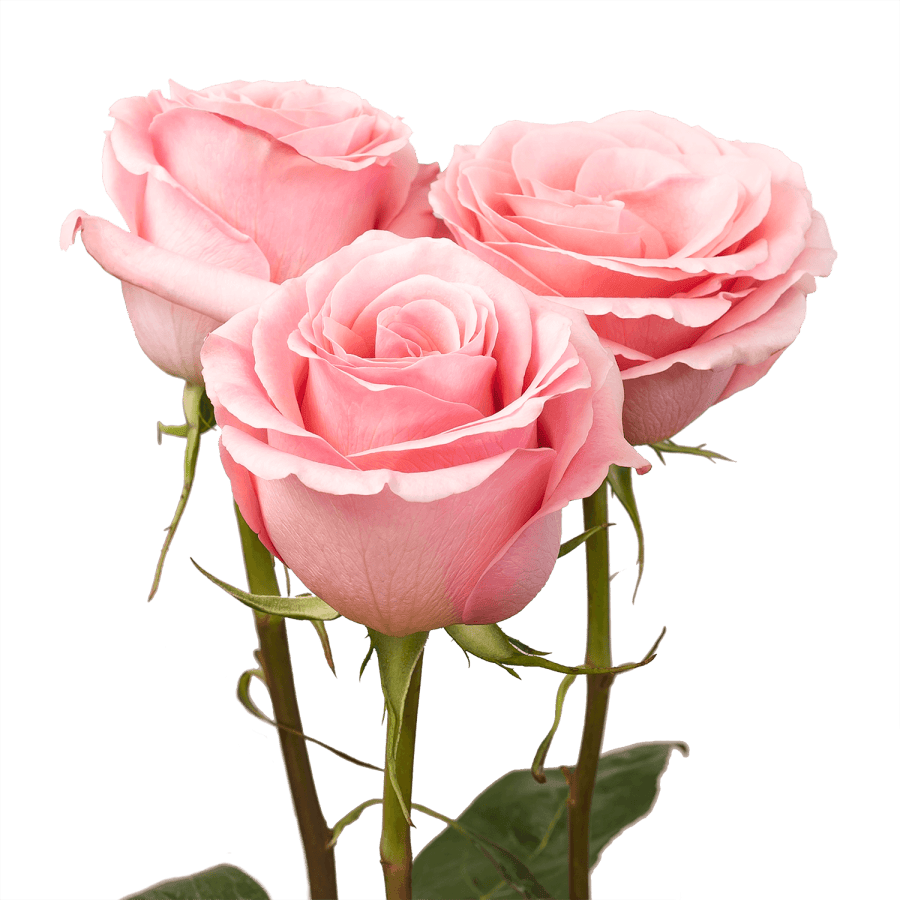 Saga - 25 Stems - Inland Flower Market