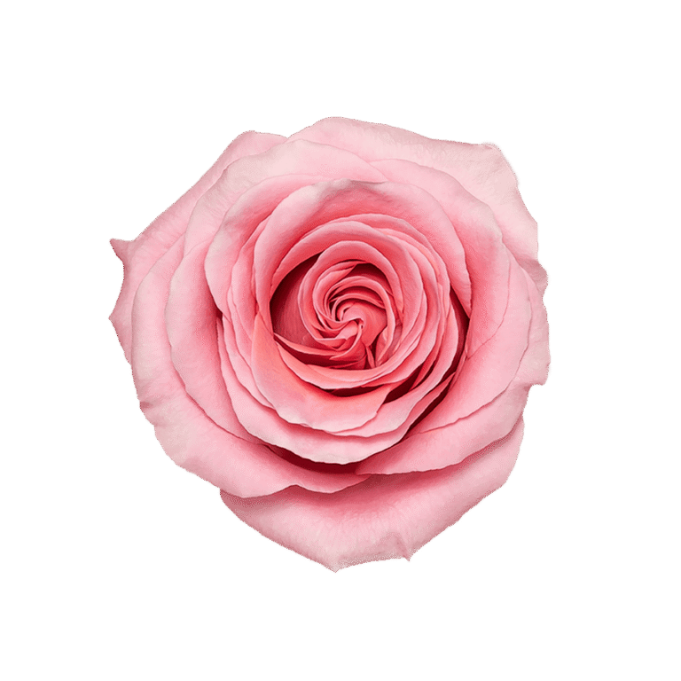 Inland Flower Market – The Wholesale Flower Market