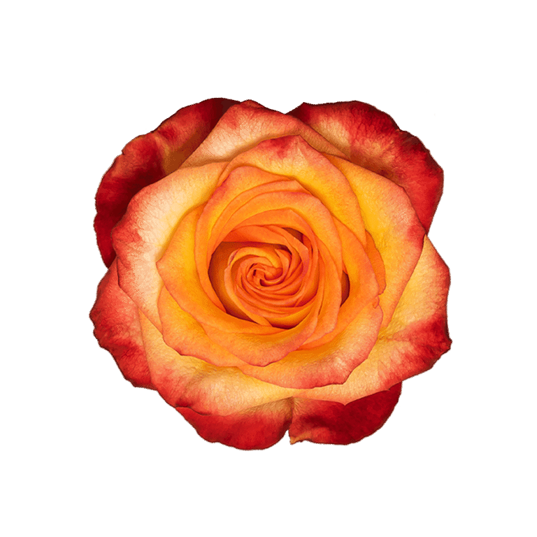 Inland Flower Market – The Wholesale Flower Market