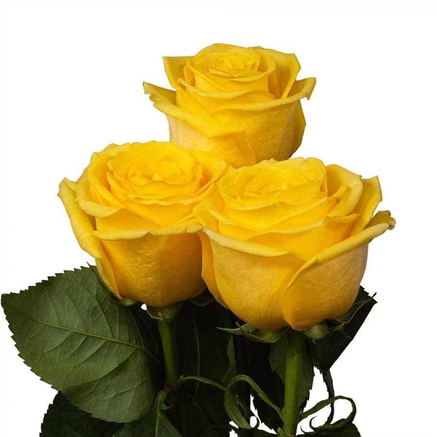 Super Sun - 25 Stems - Inland Flower Market
