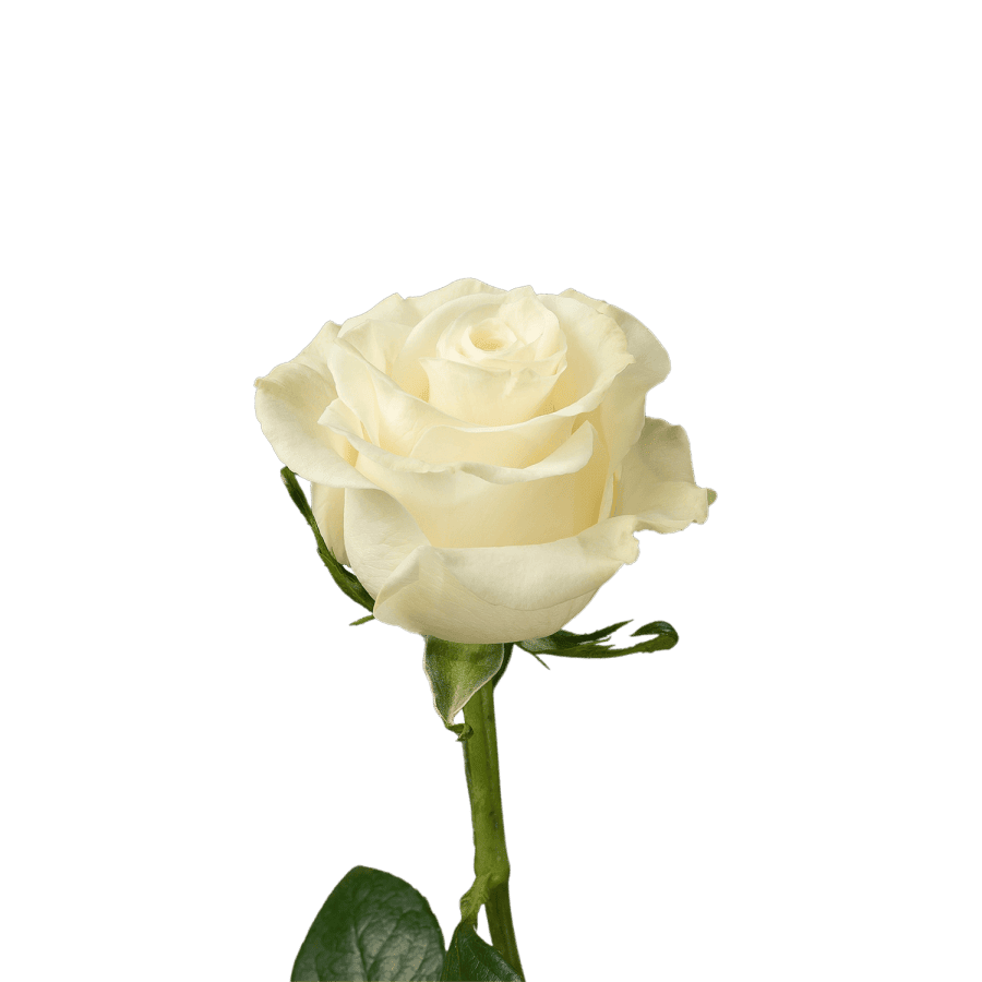 Mondial - 25 Stems - Inland Flower Market