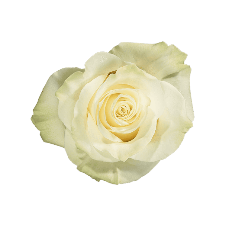 Inland Flower Market – The Wholesale Flower Market