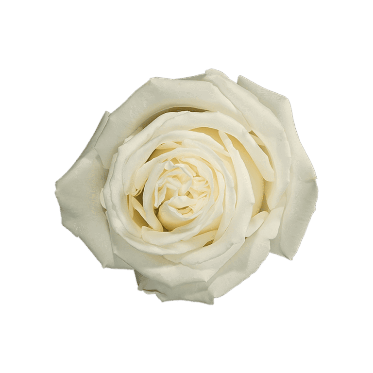 Inland Flower Market – The Wholesale Flower Market