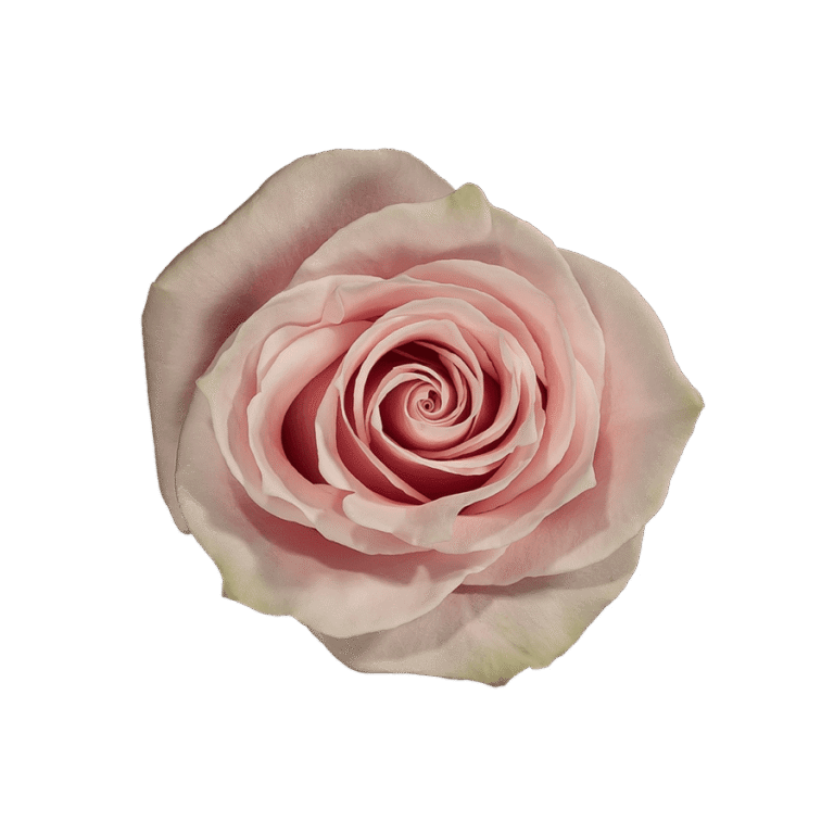 Inland Flower Market – The Wholesale Flower Market